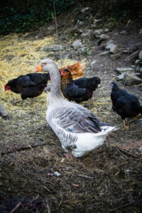 Guard Geese for Chickens and Ducks - Backyard Poultry